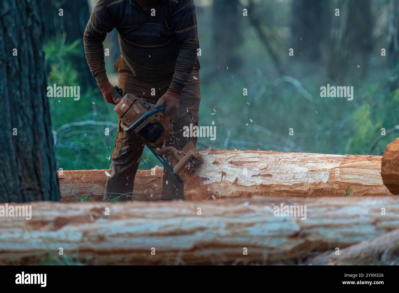 Manual forestry hi-res stock photography and images - Alamy