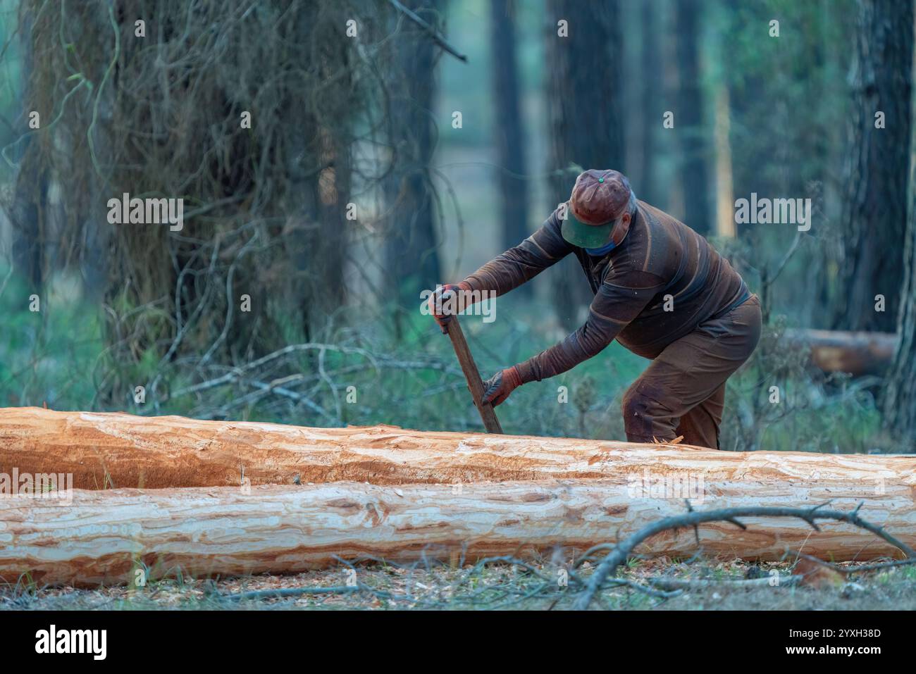 A forestry worker trims a tree in the forest Stock Photo - Alamy