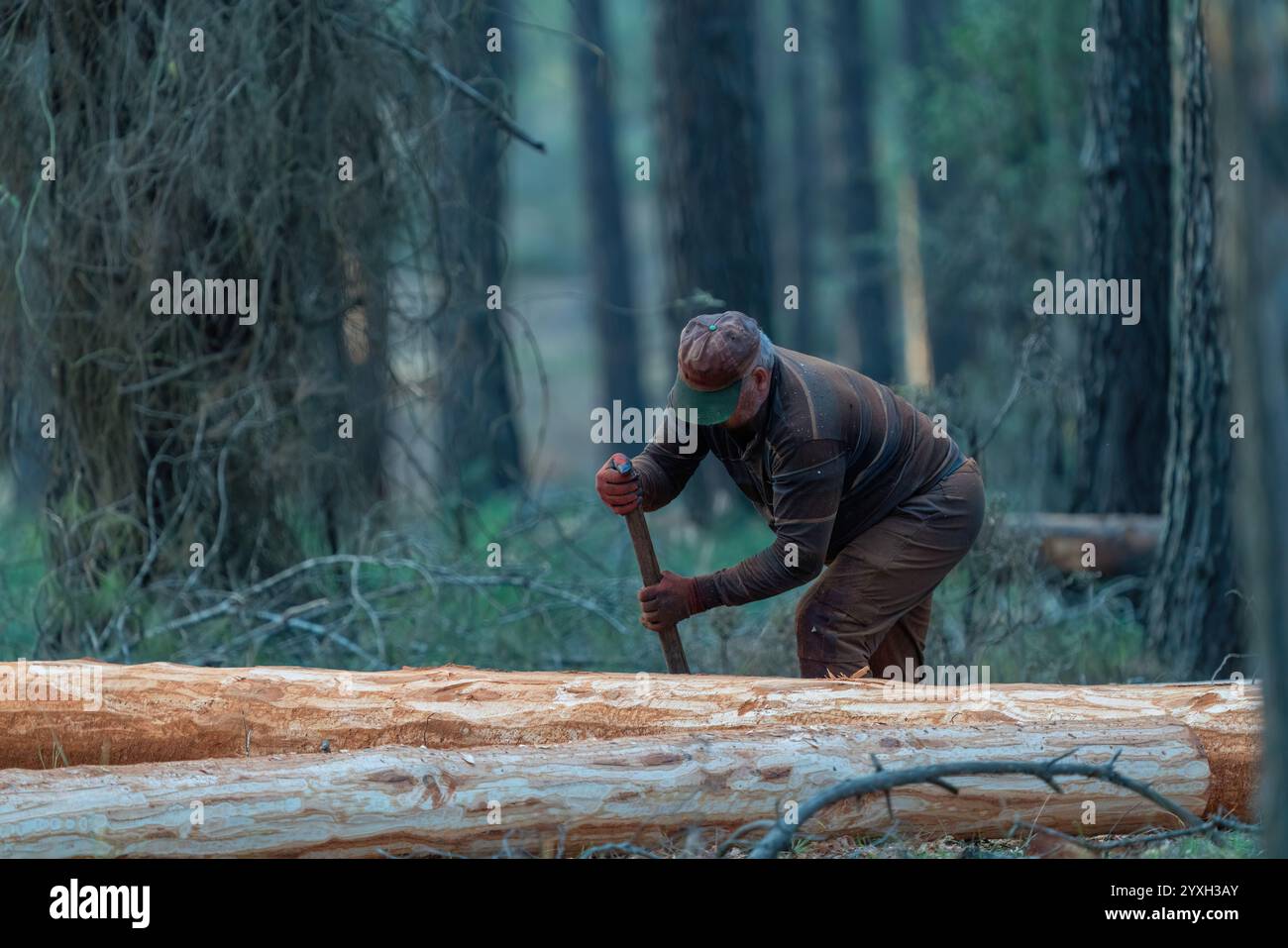 A forestry worker trims a tree in the forest Stock Photo - Alamy