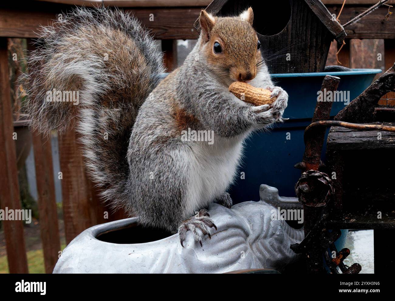 A Squirrel finds a peanut on the backyard deck Stock Photo - Alamy