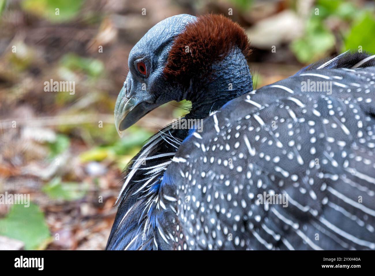 The Vulturine Guineafowl eats seeds, fruits, and insects. Photo taken ...