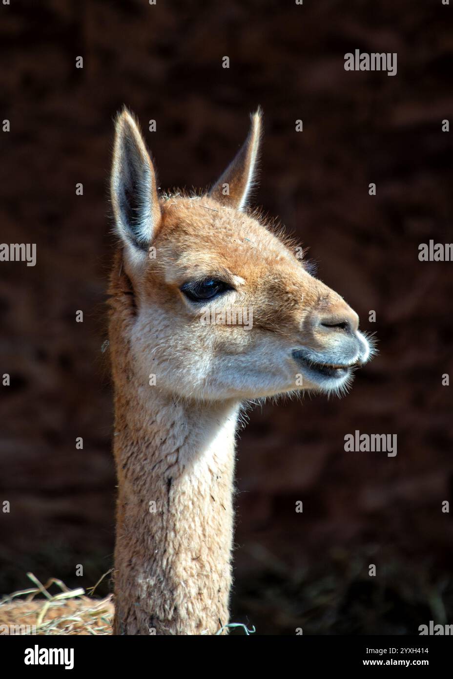 The Vicuna feeds on grasses and shrubs in the Andes. Photo taken in ...
