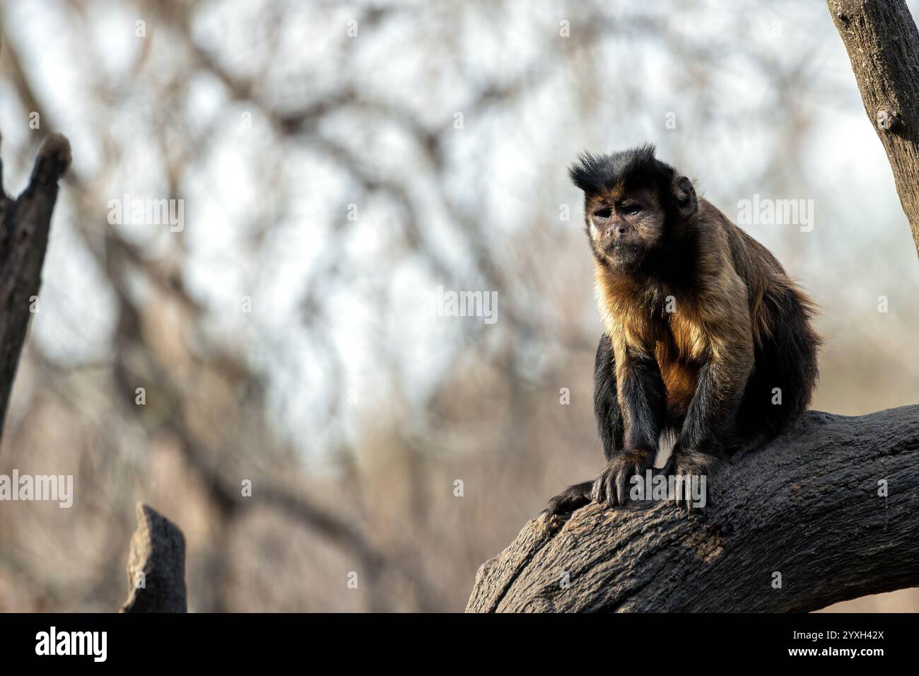 The Black-Capped Capuchin eats fruits, nuts, and insects. Photo taken ...