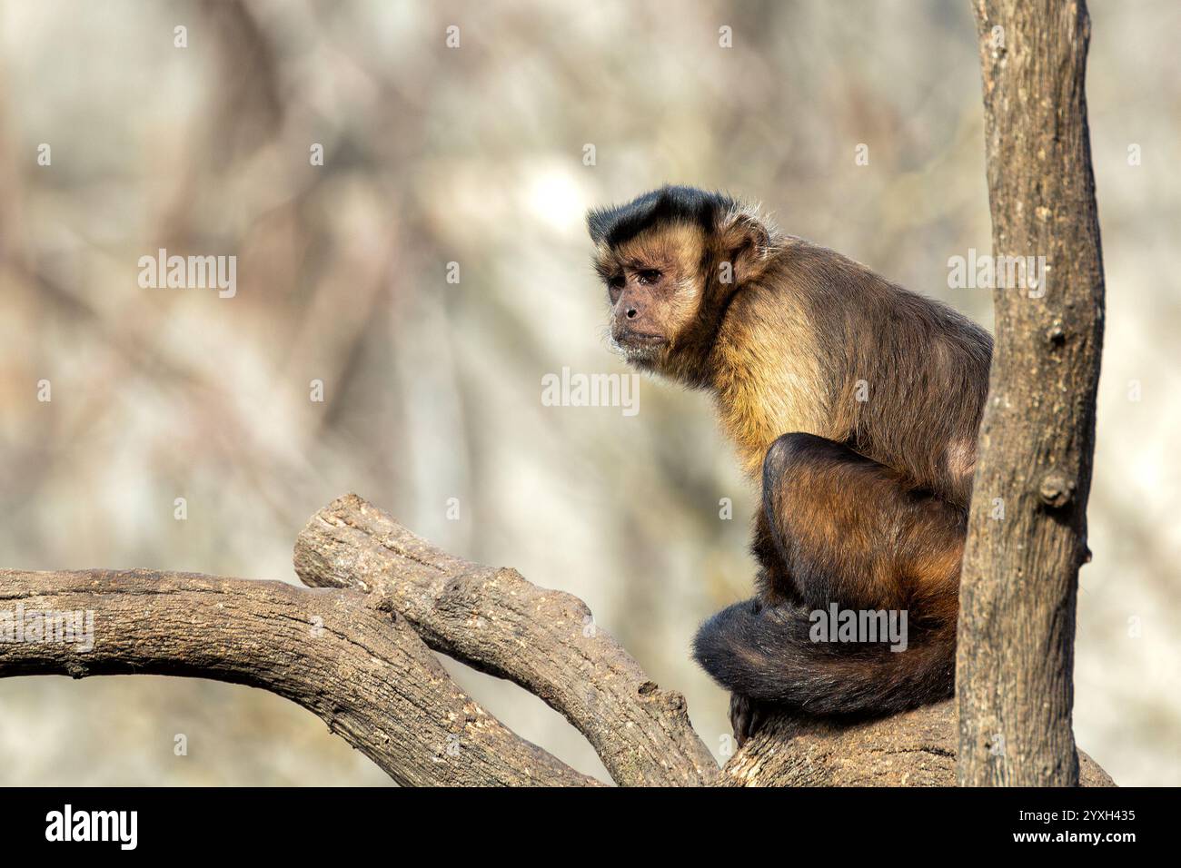 The Black-Capped Capuchin eats fruits, nuts, and insects. Photo taken ...