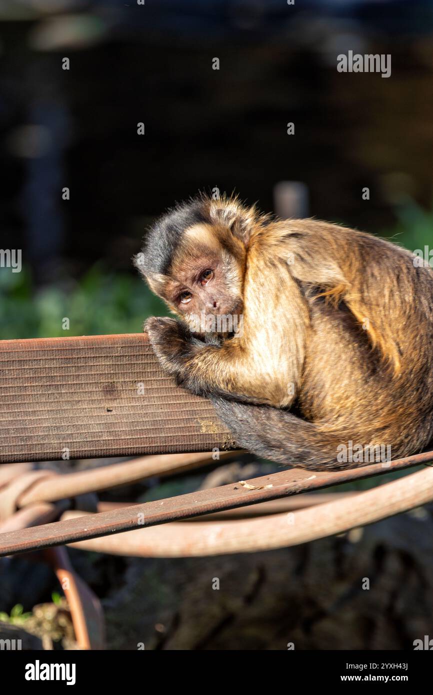 The Black-Capped Capuchin eats fruits, nuts, and insects. Photo taken ...