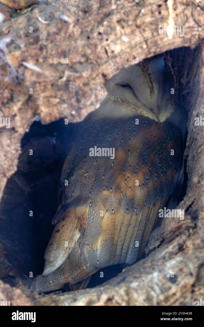 The Barn Owl hunts rodents and insects at night. Photo captured in a ...