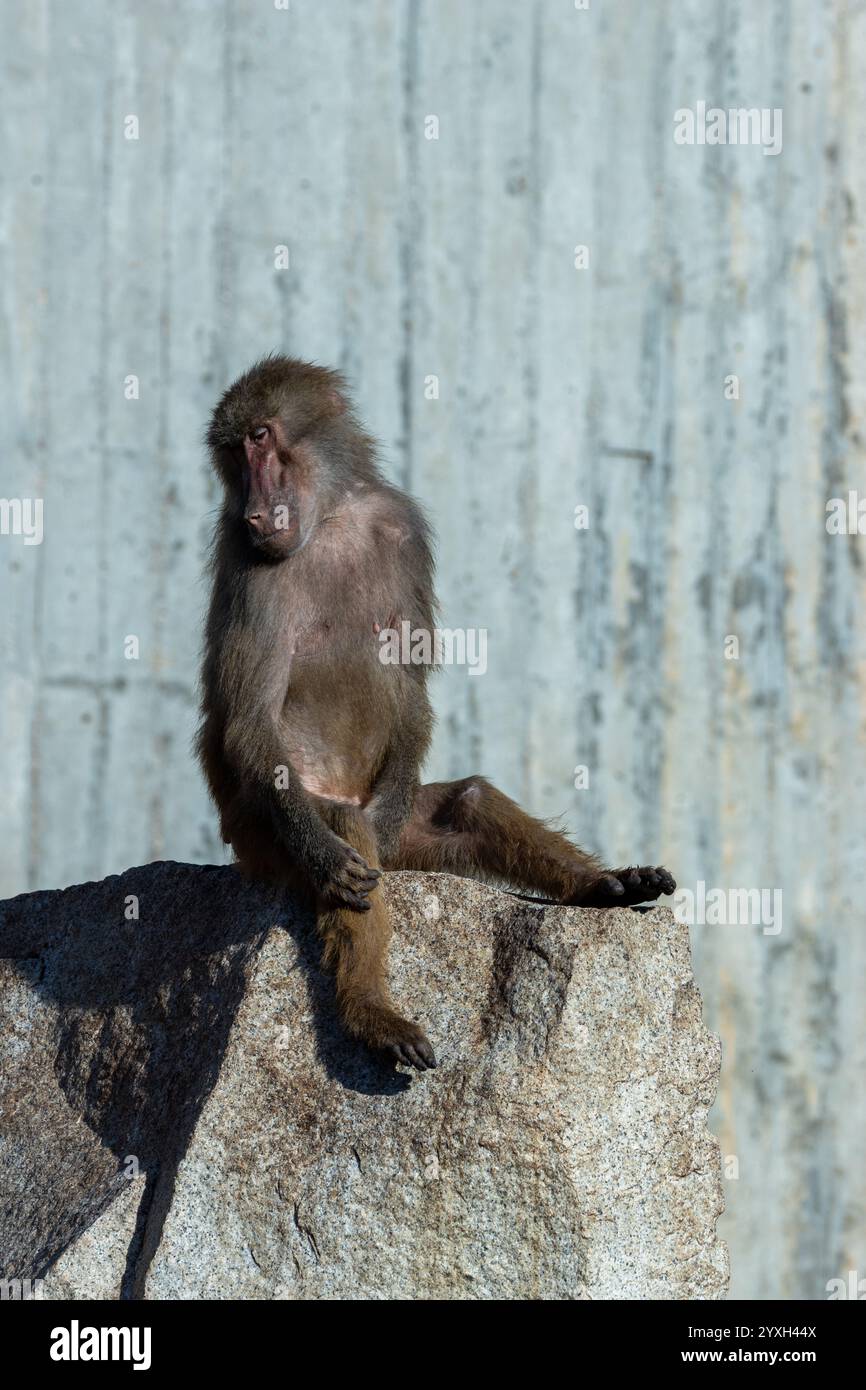 Baboons eat fruits, seeds, and insects. Photo taken in Kenya’s savanna ...