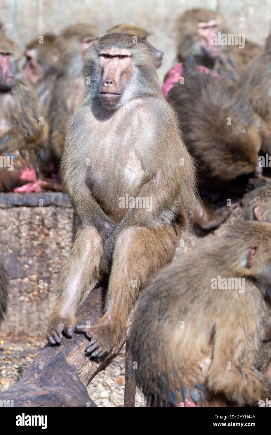 Baboons eat fruits, seeds, and insects. Photo taken in Kenya’s savanna ...