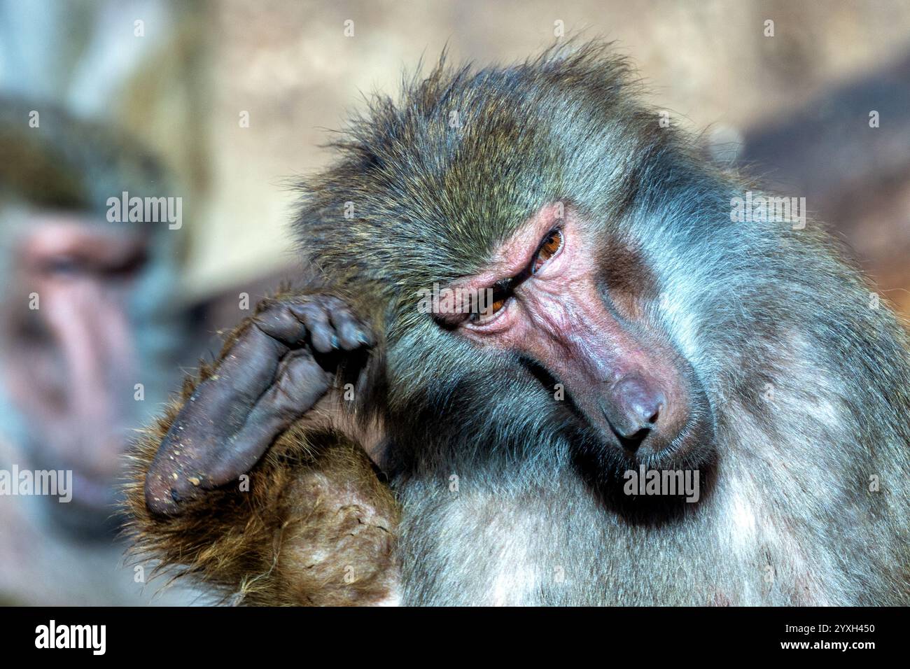 Baboons eat fruits, seeds, and insects. Photo taken in Kenya’s savanna ...