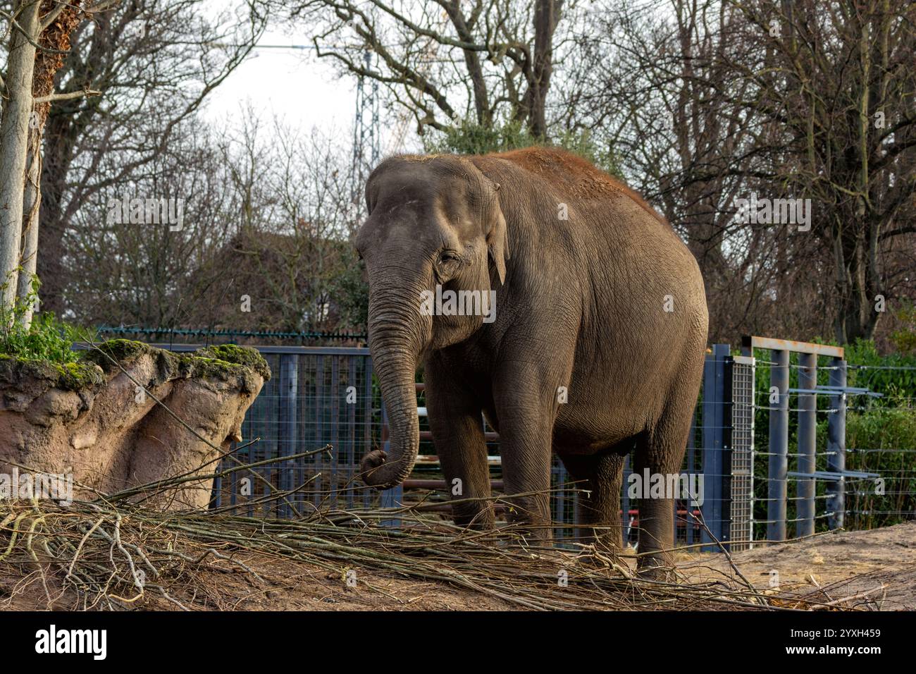 The Asian Elephant feeds on grass, fruit, and bark. Photo taken in ...