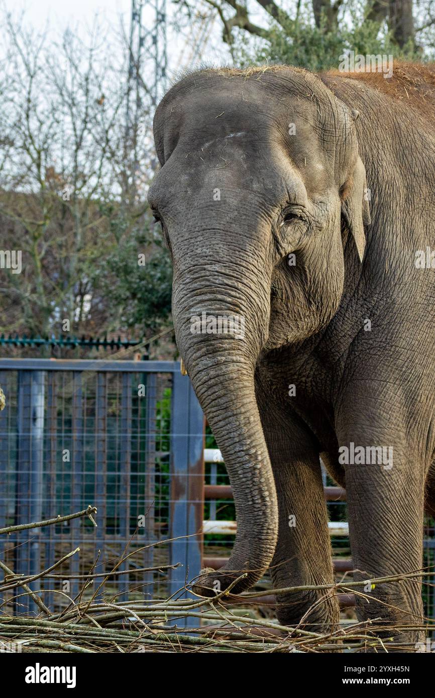 The Asian Elephant feeds on grass, fruit, and bark. Photo taken in ...