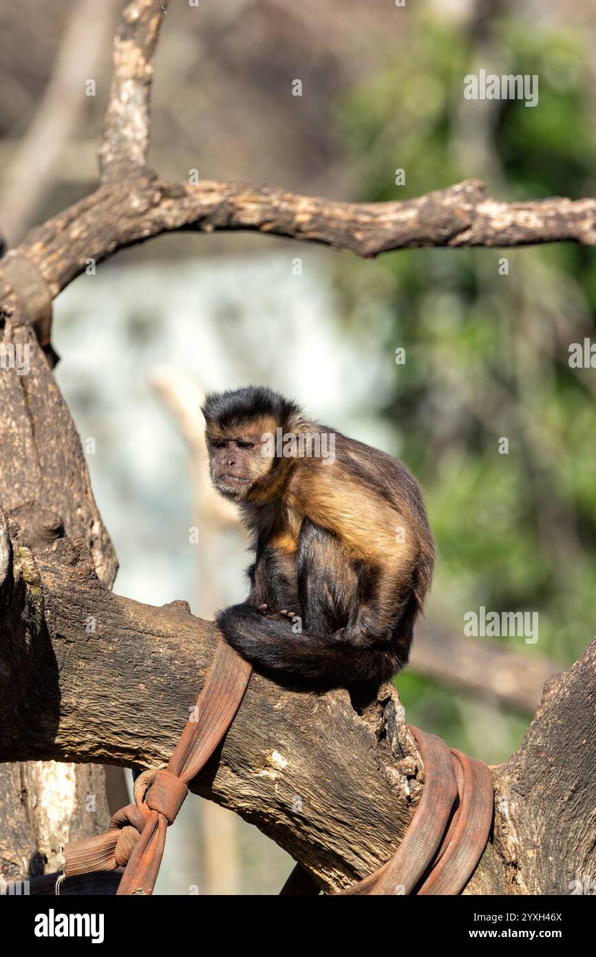 The Black-Capped Capuchin eats fruits, nuts, and insects. Photo taken ...