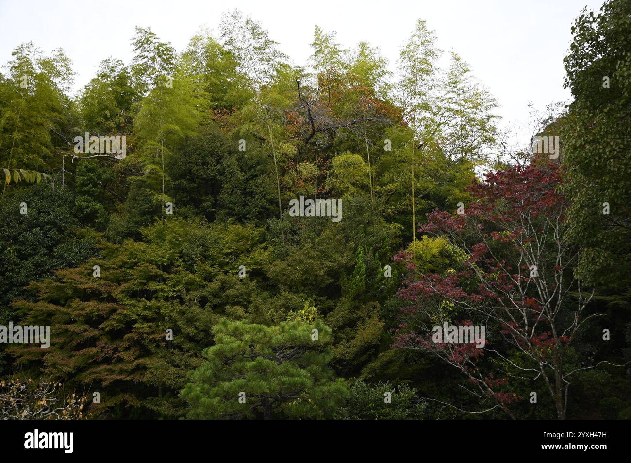 Natural landscape on the grounds of the Ryōzen Kannon Temple in Kyoto ...