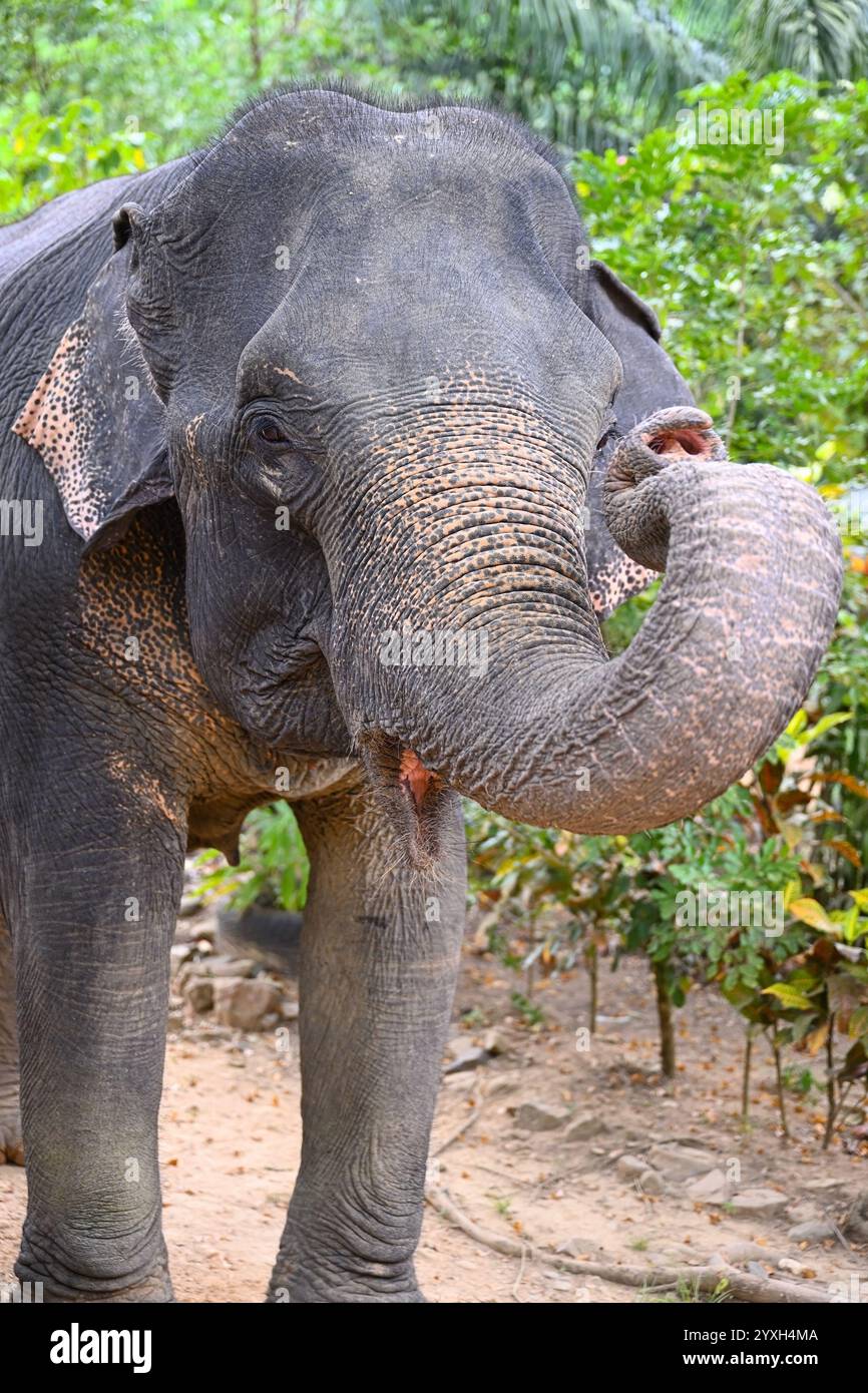 Close-up elephant with its trunk raised and its mouth open. Khao Lak ...