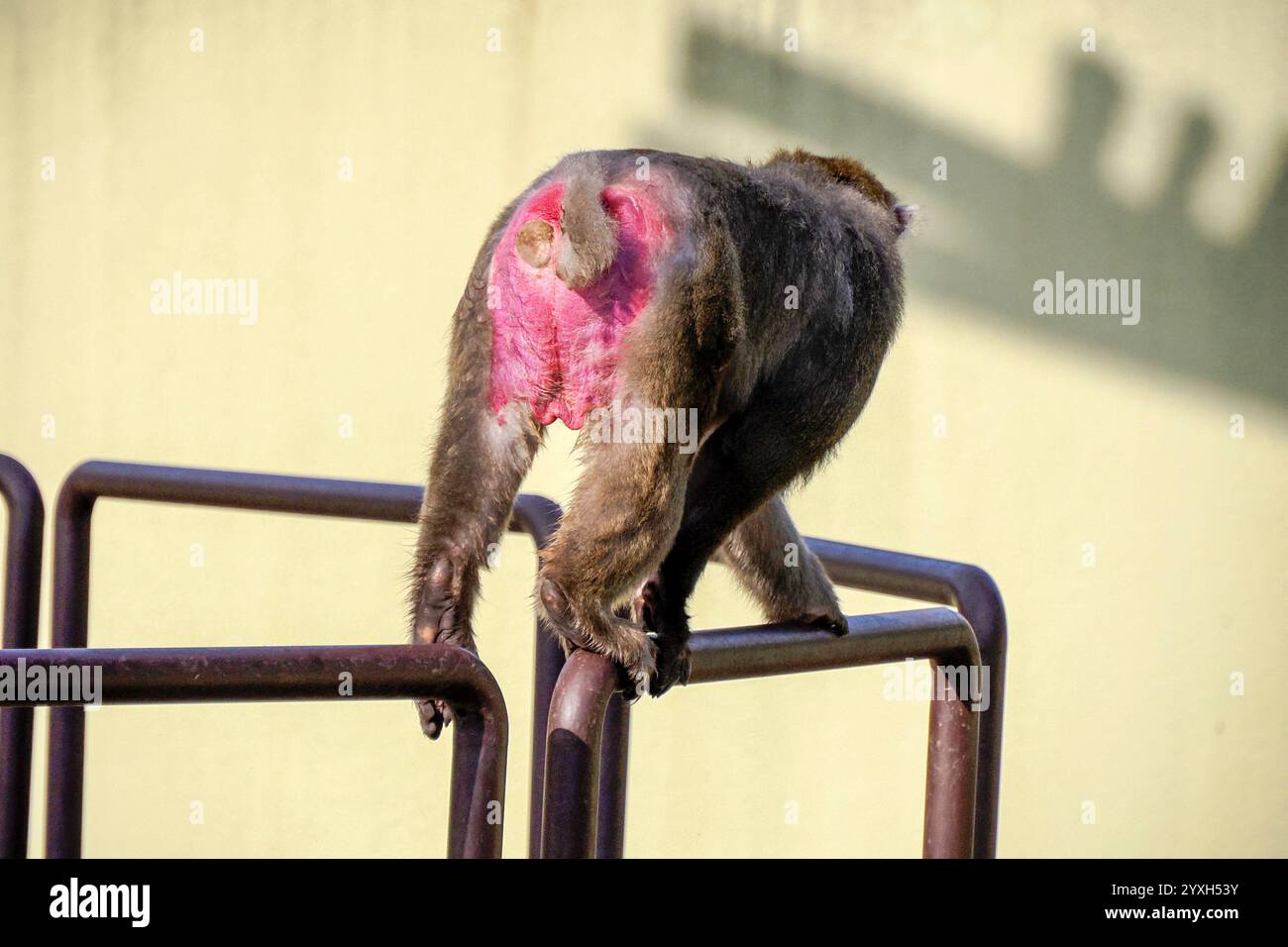 A Japanese macaque ape monkey close up Stock Photo - Alamy