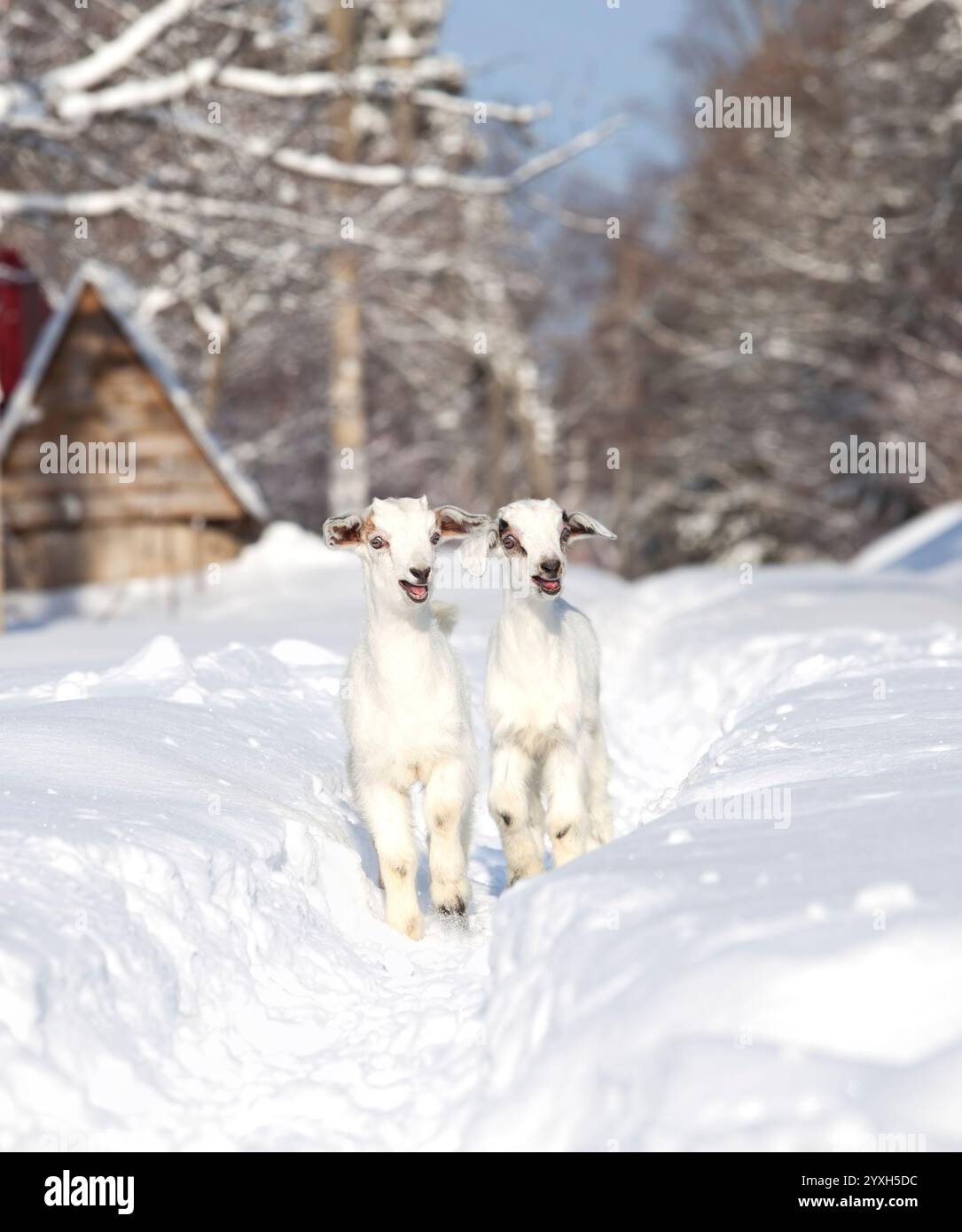 Close up two baby goats hi-res stock photography and images - Alamy