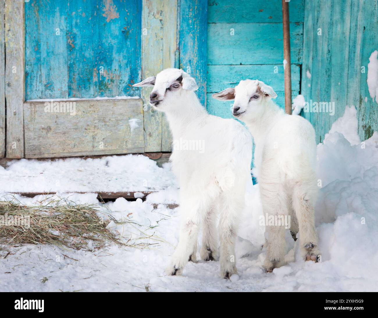 Two young snow goats hi-res stock photography and images - Alamy