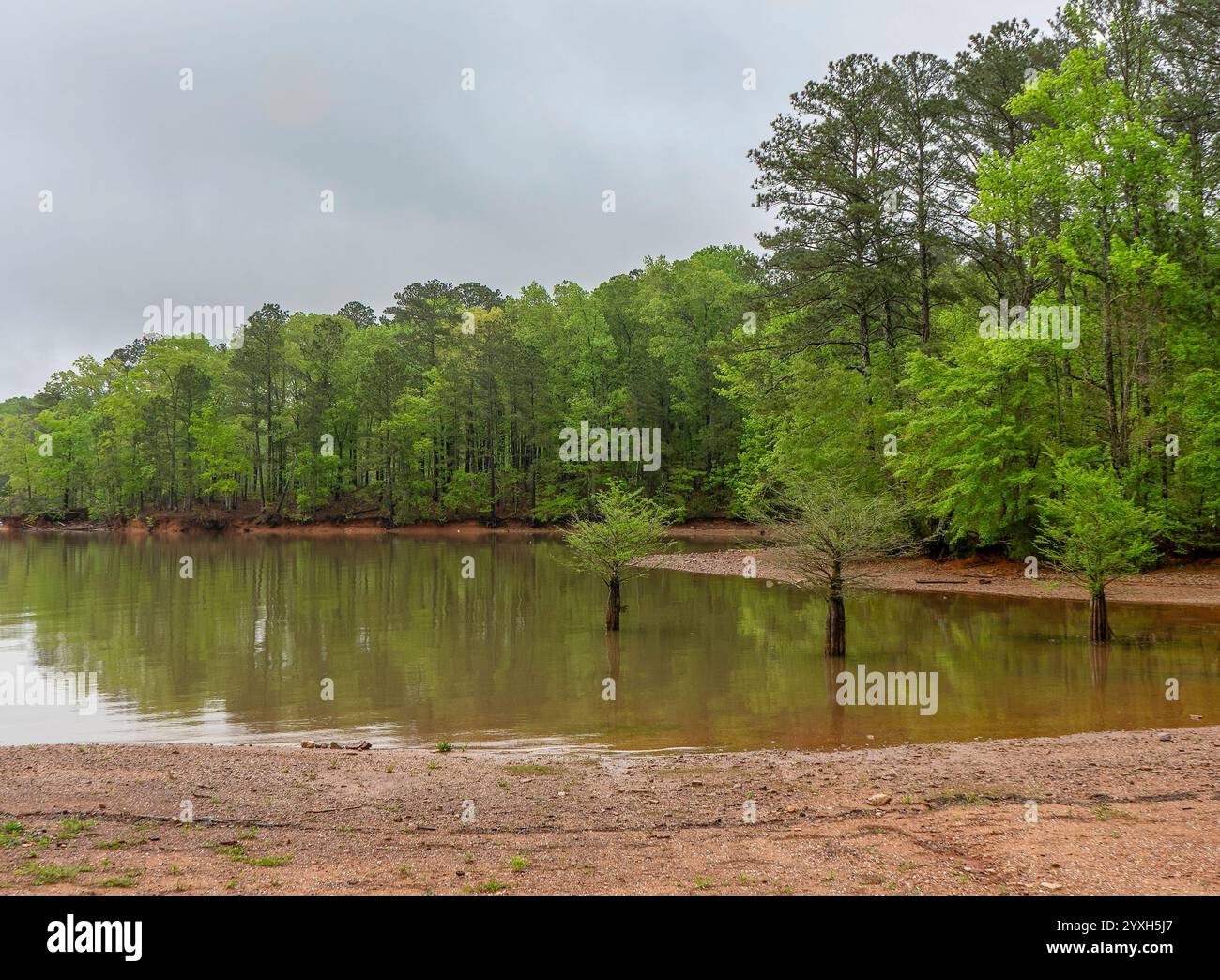 The shoreline of West Point Lake, with its red clay and spring tree ...