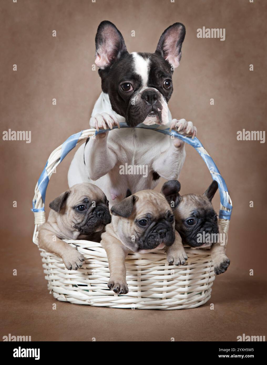 Pure breed French bulldog mommy with puppies in the basket Stock Photo ...