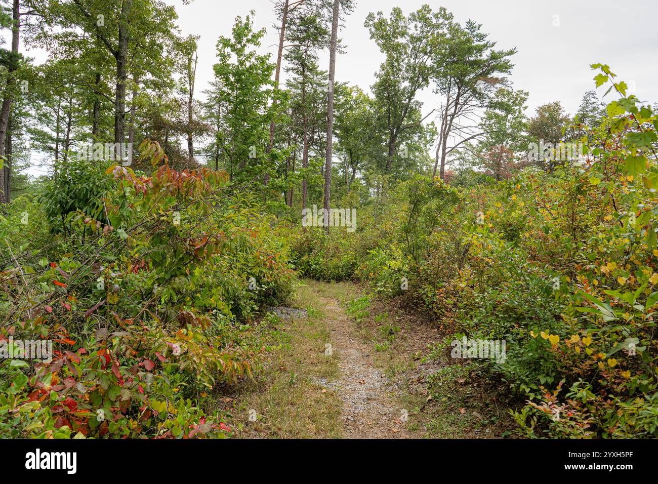In late summer, the sumac shrubs add a splash of red to the Beaver Pond ...