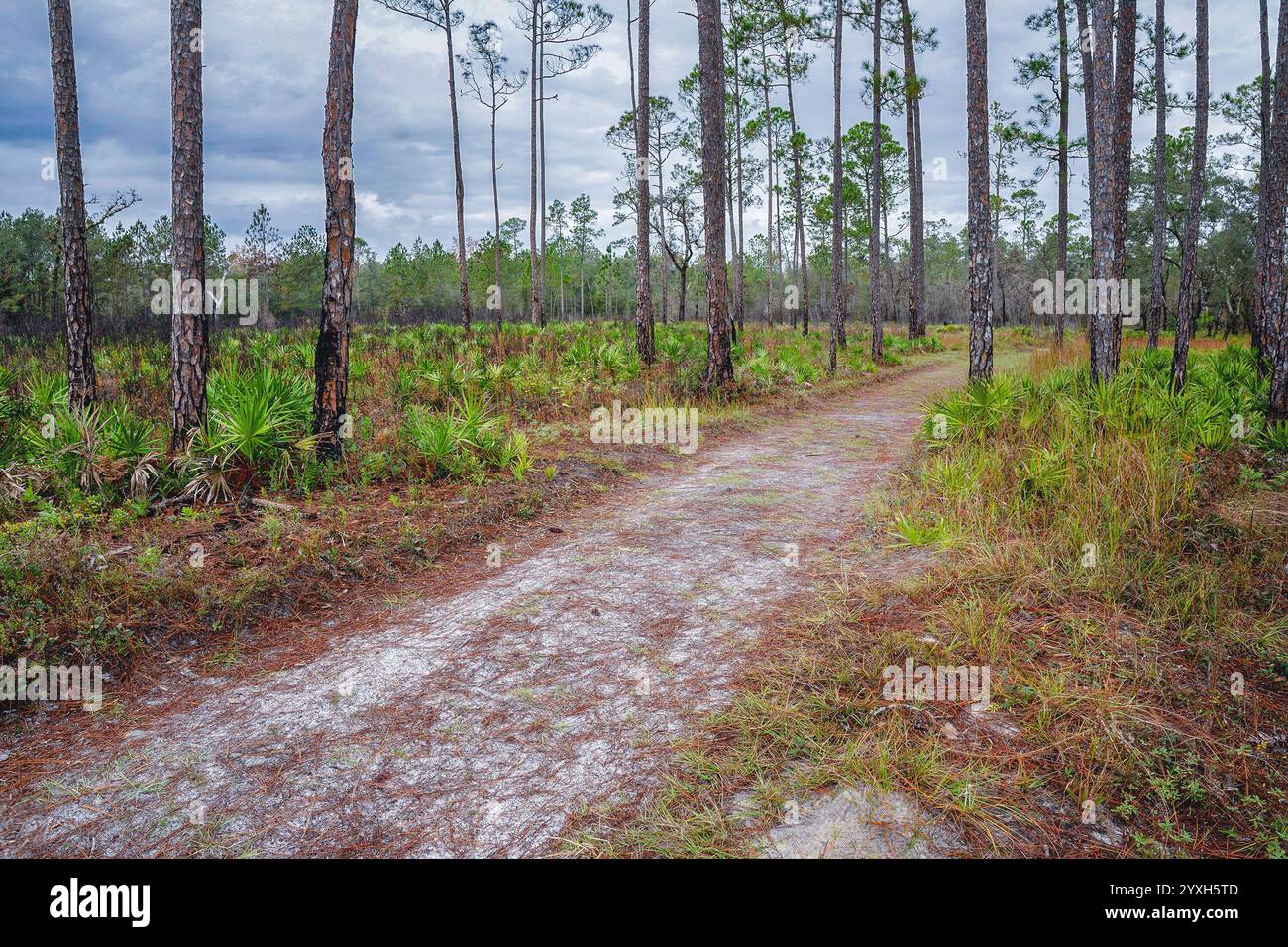 A hiking trail through a mesic flatwoods plant community features an ...