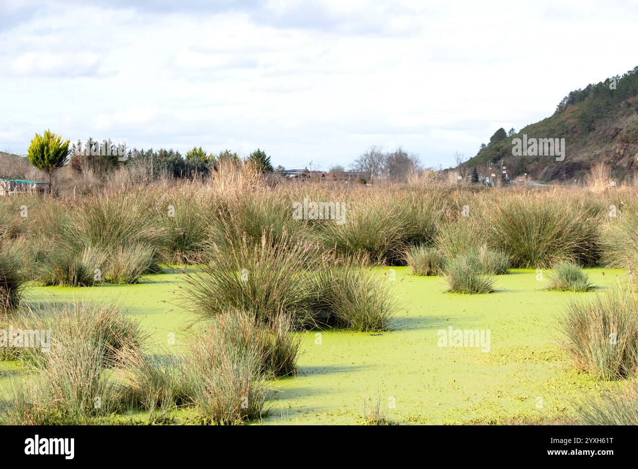 Swamp. Puddle covered with moss. Natural area. Green swamp and blue sky ...