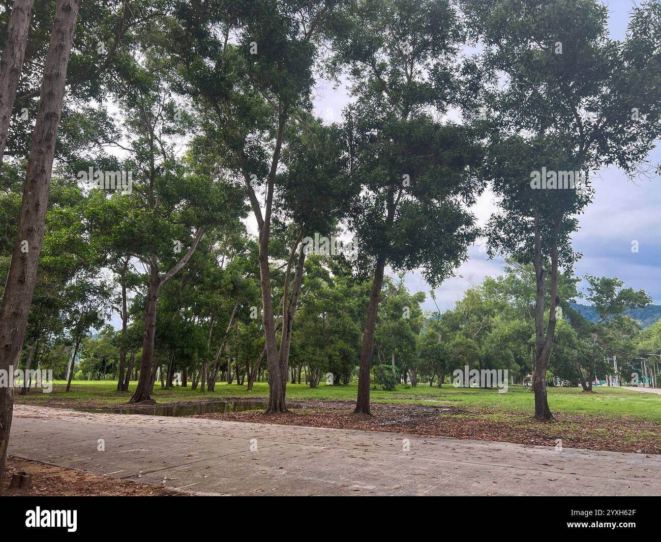 Open parkland at Koh Samui Stadium showing eucalyptus trees scattered ...
