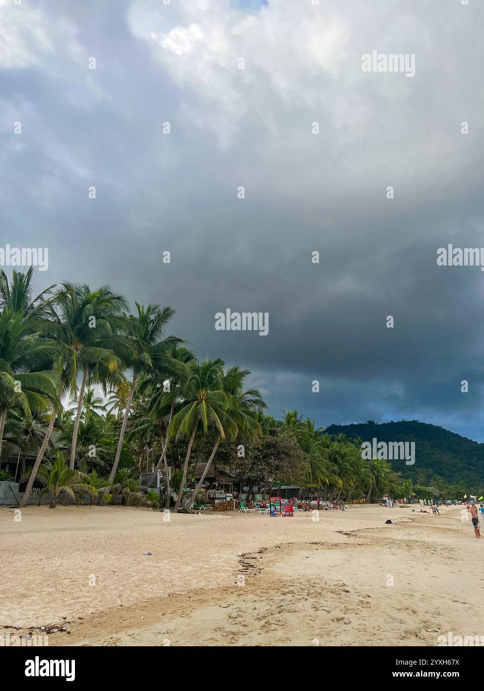 Lamai Beach shoreline with palm trees lining the sandy beach against ...