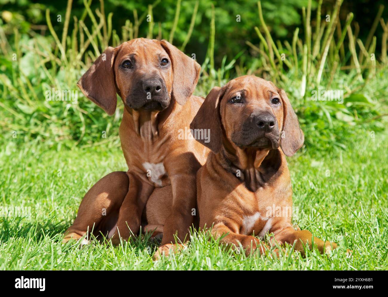 Two Rhodesian Ridgeback puppies lying on the grass Stock Photo - Alamy