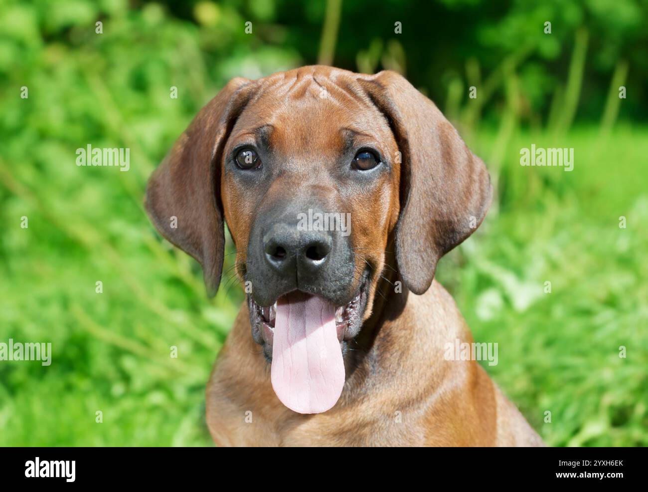 Portrait of pure breed Rhodesian Ridge-back dog outdoors Stock Photo ...