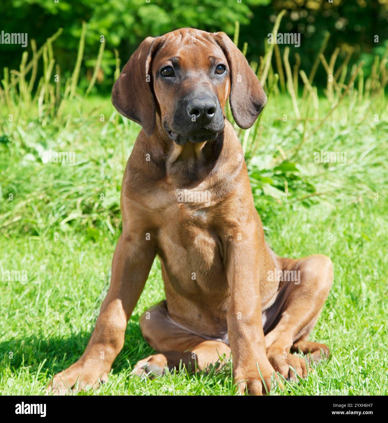 Two month old pure breed Rhodesian Ridge-back puppy dog sitting on the ...