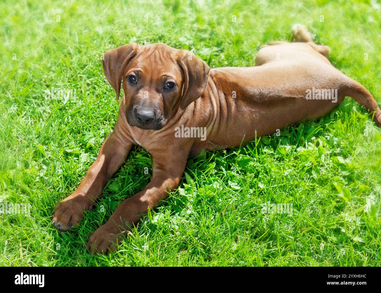 Two month old pure breed Rhodesian Ridgeback puppy lying on the grass ...