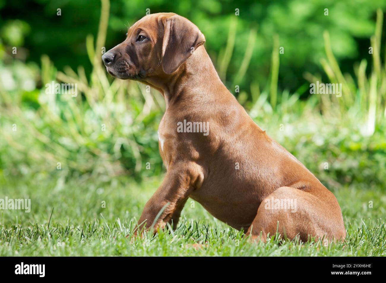 Short-haired Rhodesian Ridge-back puppy dog sitting on the grass Stock ...