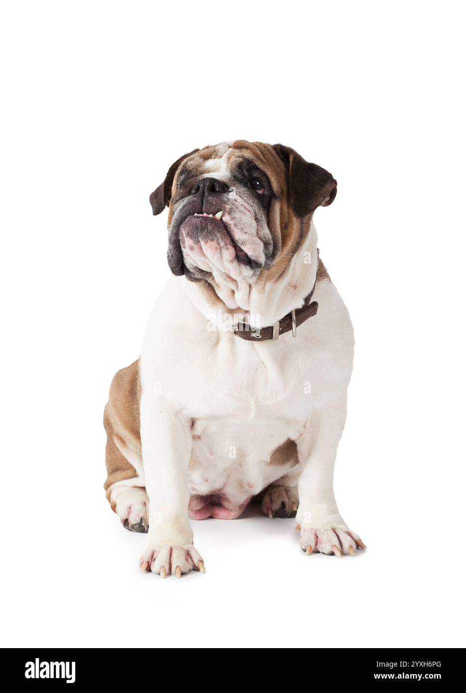English Bulldog sitting and looking to the side isolated on white ...