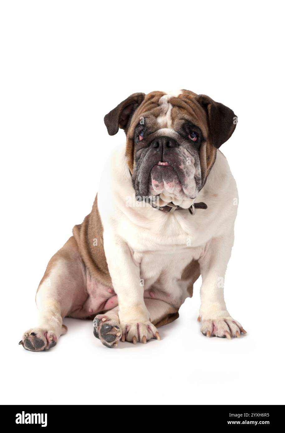 English Bulldog sitting against a white background and looking forward ...