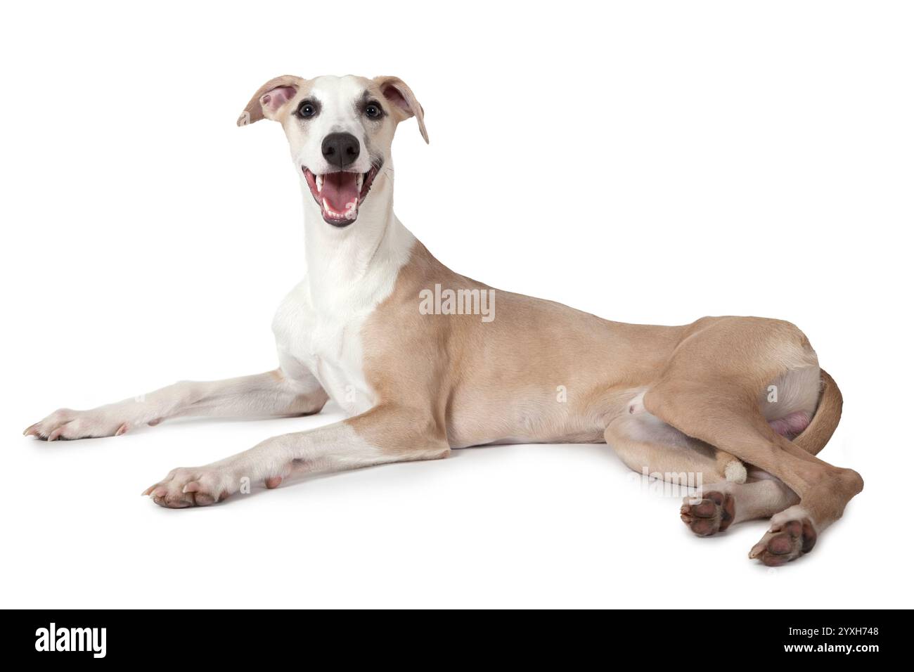 Whippet lying hi-res stock photography and images - Alamy