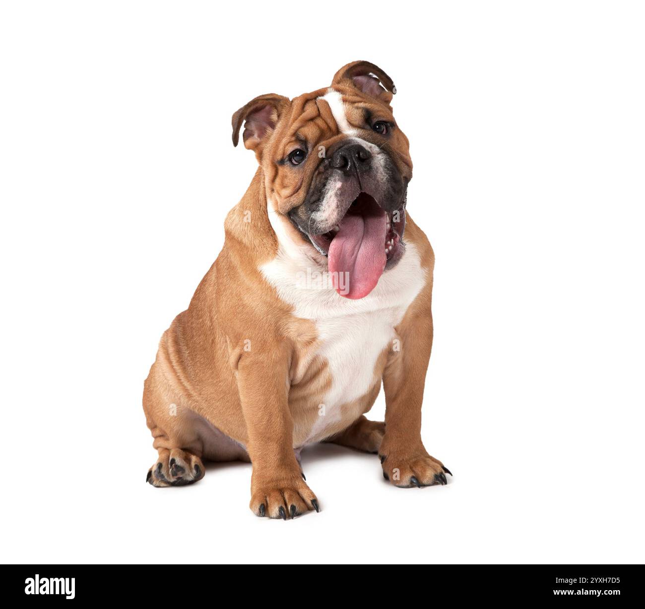 English Bulldog sitting against a white background with his tongue ...