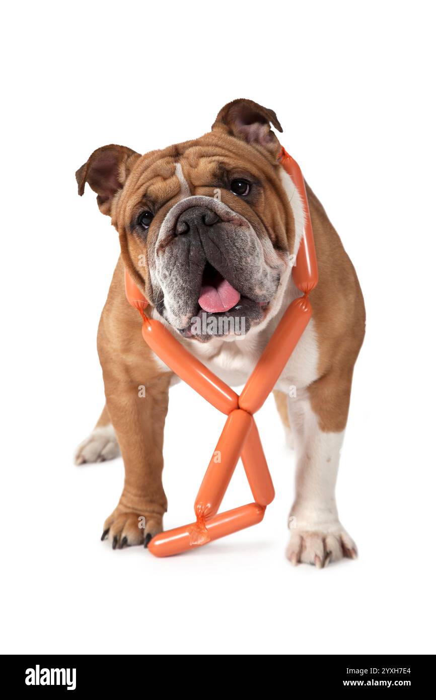 English Bulldog standing against a white background with a bunch of ...