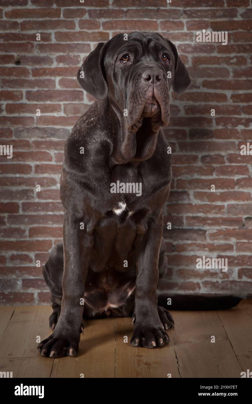 Purebred Mastiff neopolitano dog, seven months old, sitting on the ...