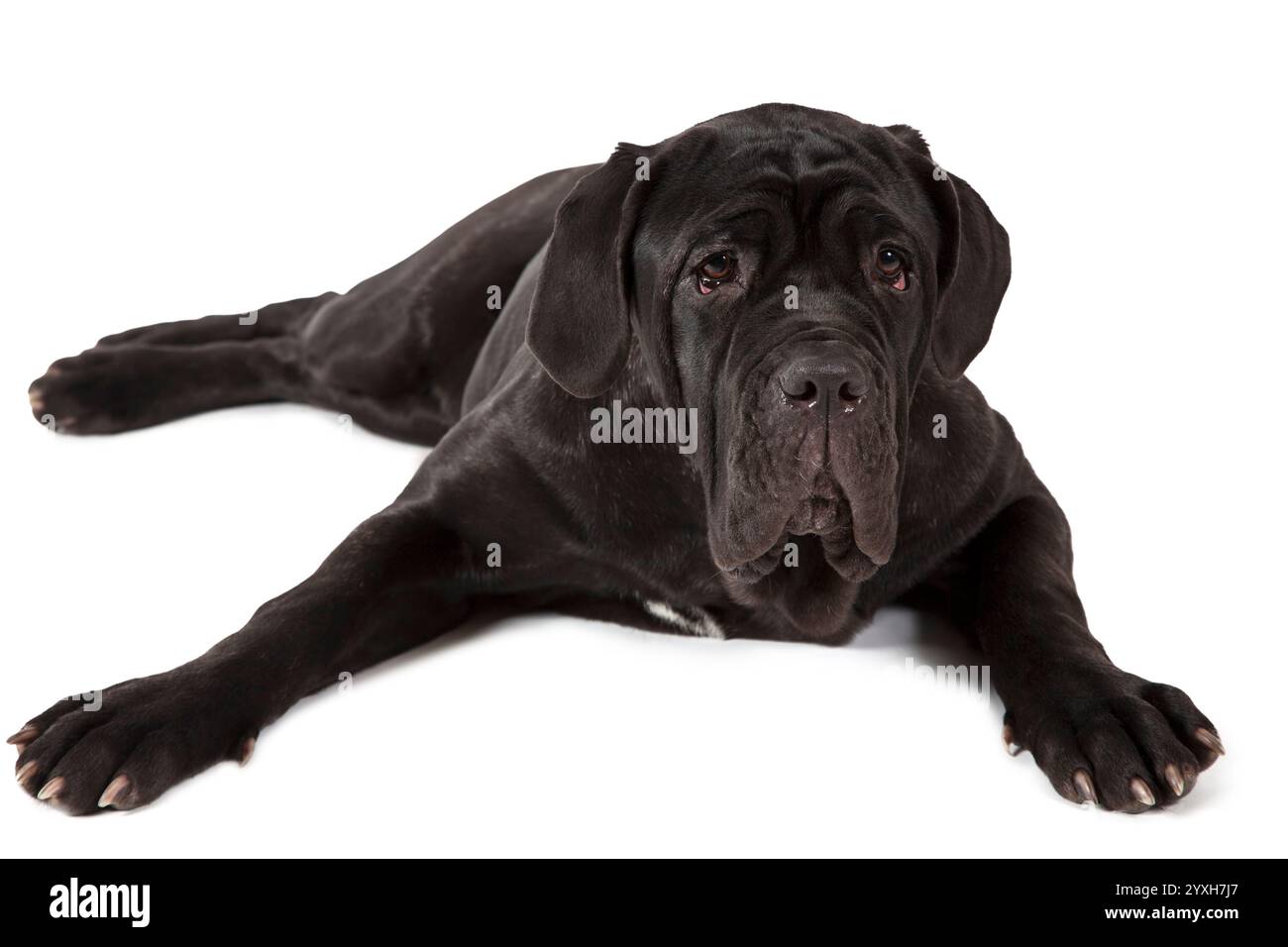 Purebred Mastiff neopolitano dog, seven months old, isolated on a white ...