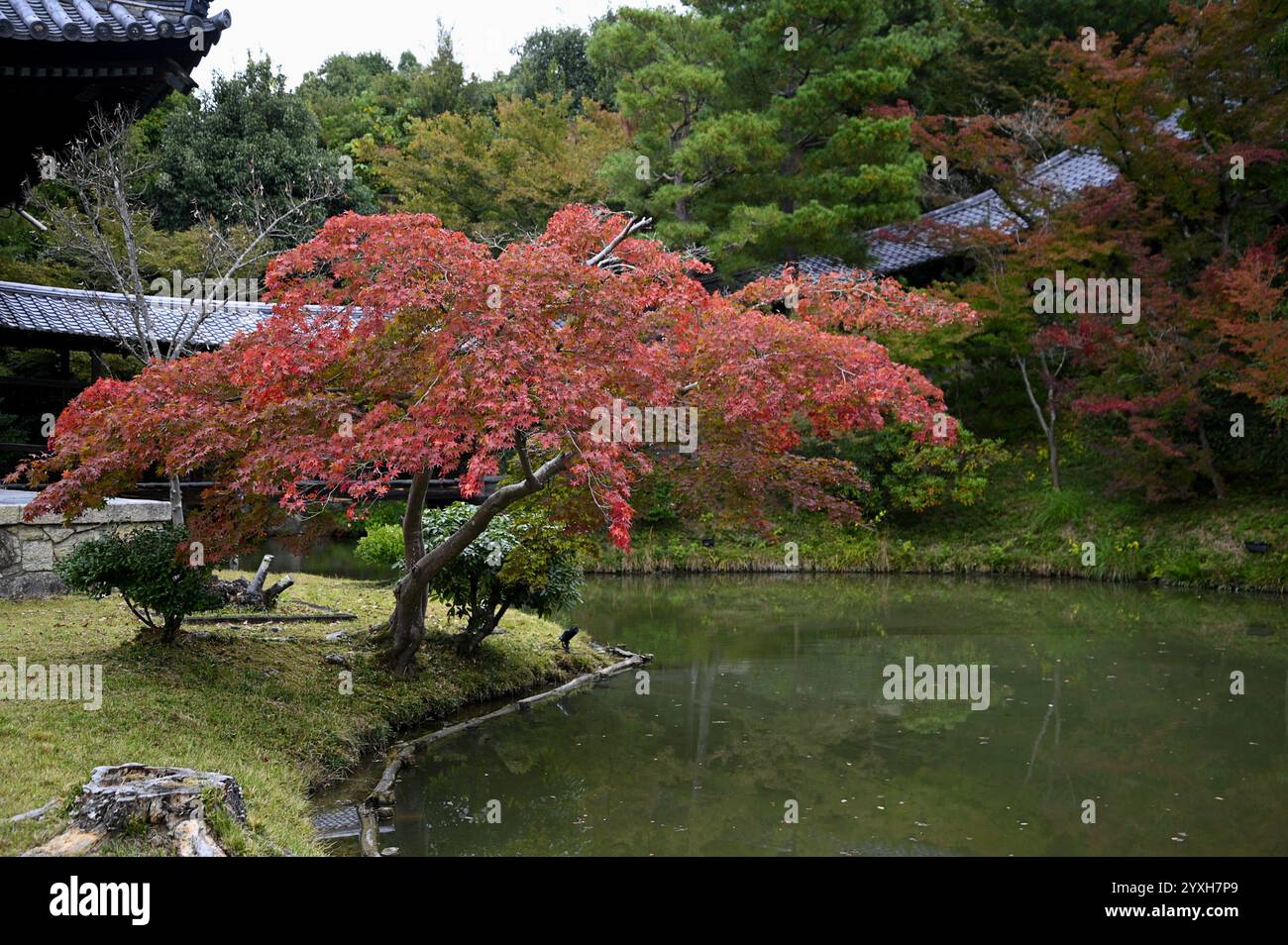 Japanese lacquer tree hi-res stock photography and images - Alamy