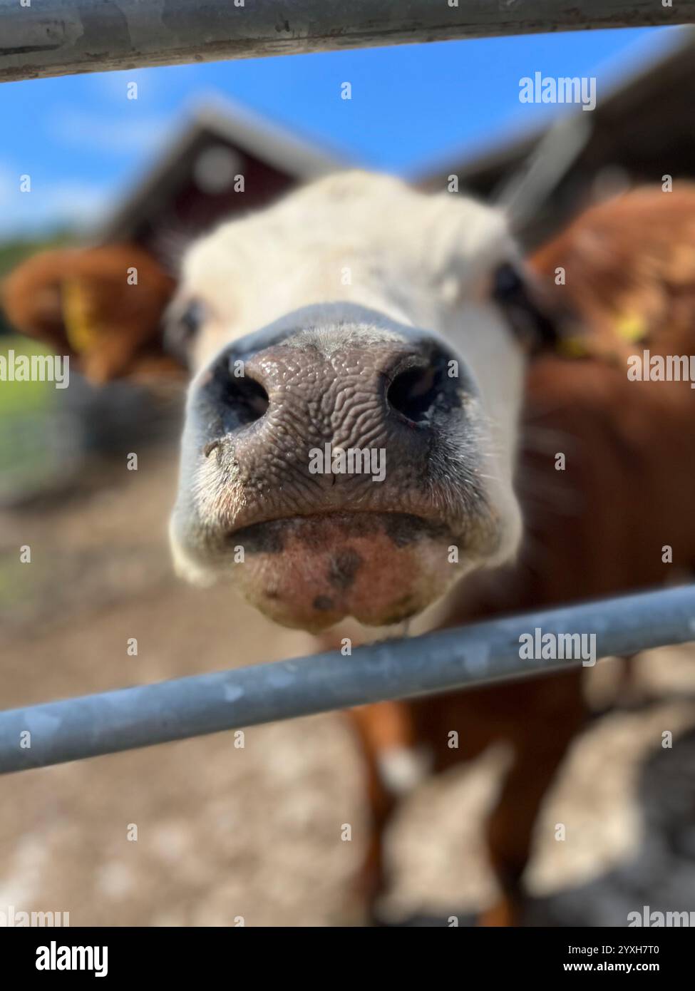 Cow standing in mud and looking at you closely through a fence with his ...