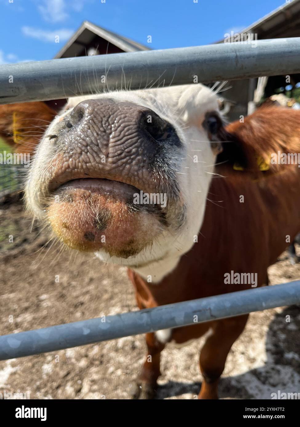 Funny cow picture hi-res stock photography and images - Alamy