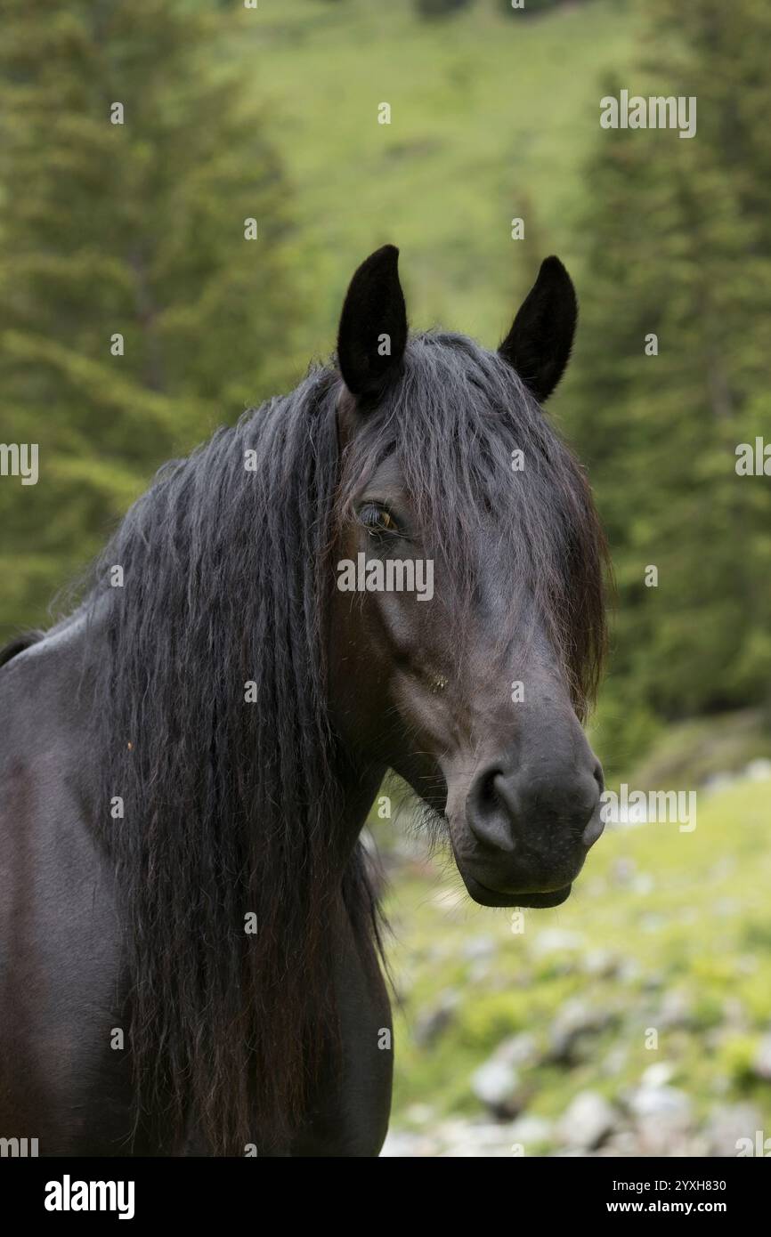 Noriker horse hi-res stock photography and images - Alamy