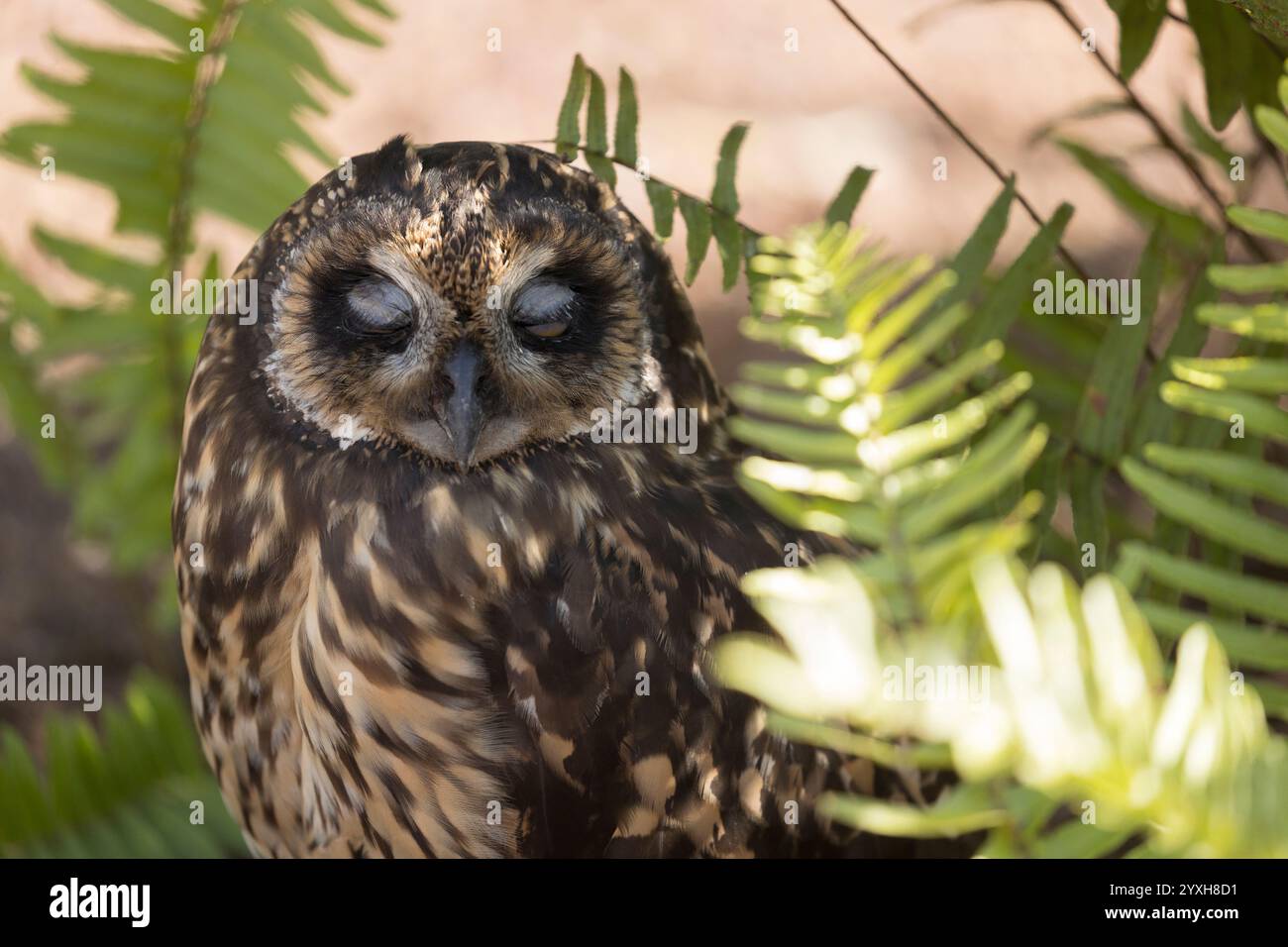 Short eared ear owl bird Galapagos Ecuador South America Stock Photo ...