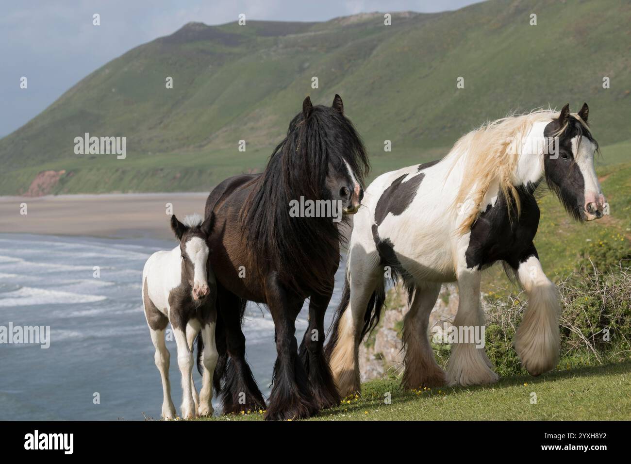Gypsy Vanner horse Gower Peninsula South Wales Stock Photo - Alamy