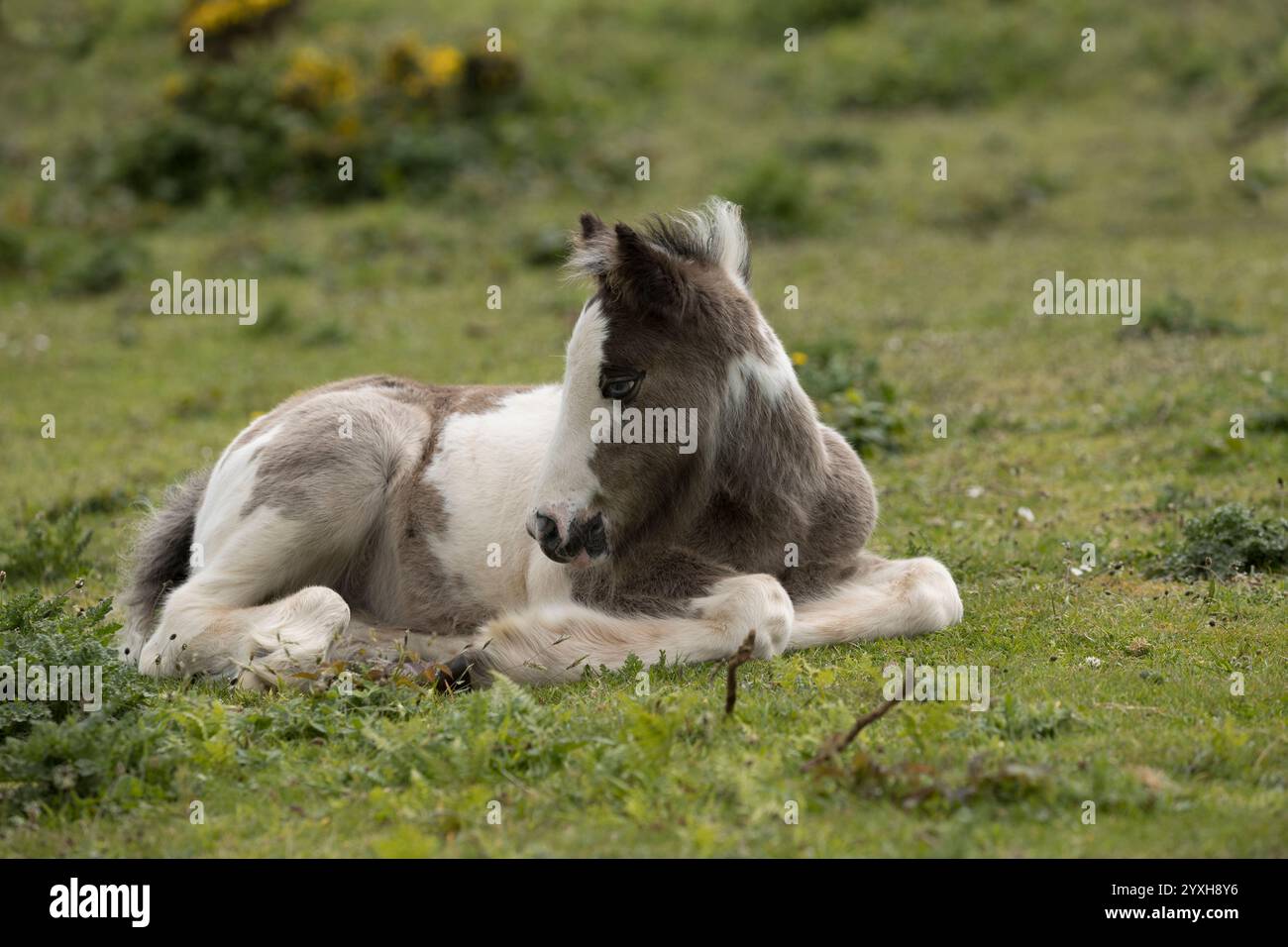 Gypsy Vanner horse Gower Peninsula South Wales Stock Photo - Alamy