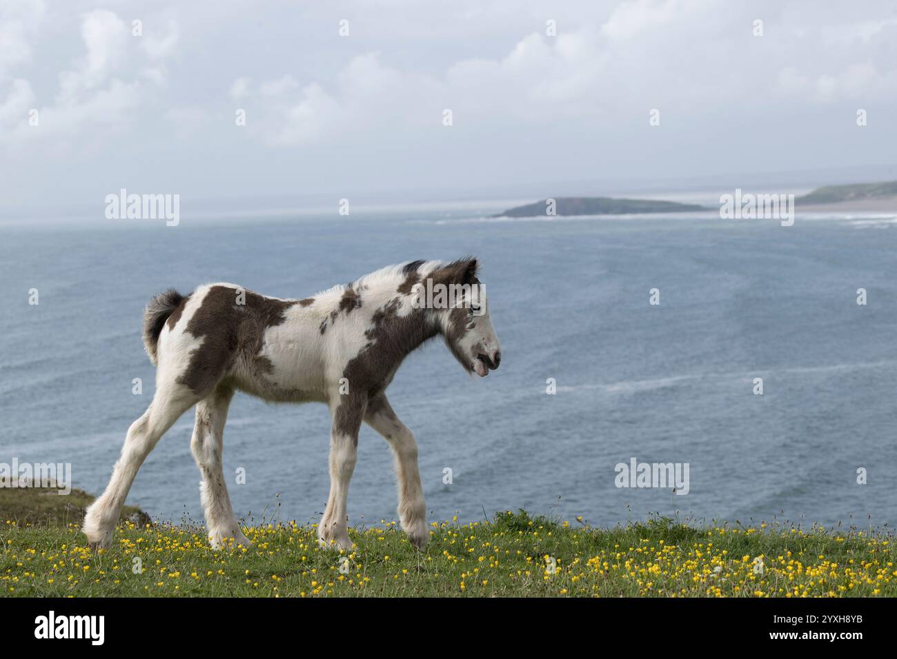 Gypsy Vanner horse Gower Peninsula South Wales Stock Photo - Alamy