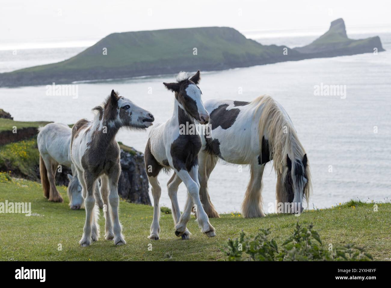 Gypsy Vanner horse Gower Peninsula South Wales Stock Photo - Alamy