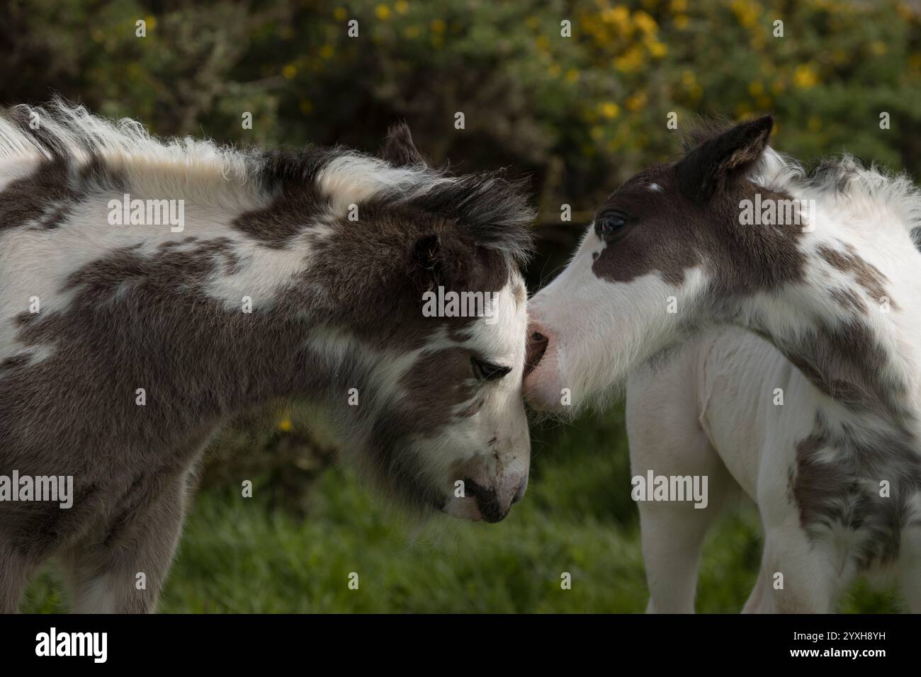 Gypsy vanner horse hi-res stock photography and images - Alamy